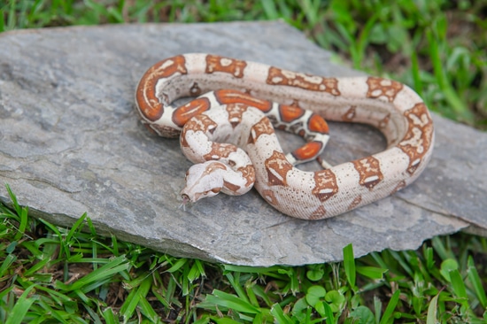 VPI Boa Constrictor by SwampBoas
