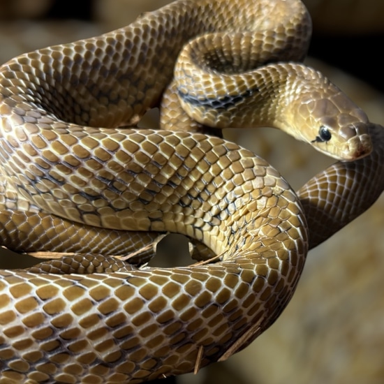 Unicolor Cribo | Adult Cribo & Indigo Snakes by Swampland Serpents