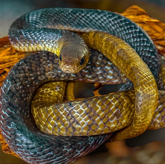 Yellow Tail Cribo Cribo & Indigo Snakes by Swampland Serpents