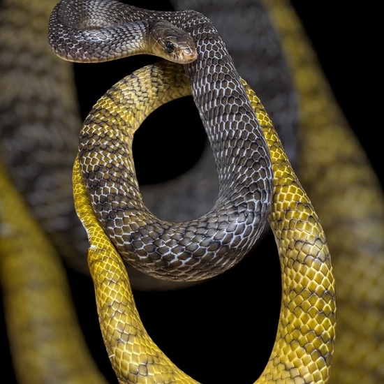 CBB Yellow Tail Cribo | High Contrast Cribo & Indigo Snakes by ...