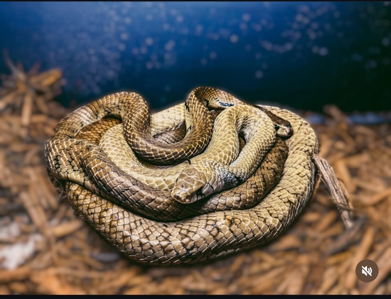 Adult Unicolor Cribo Pair Cribo & Indigo Snakes by Swampland Serpents