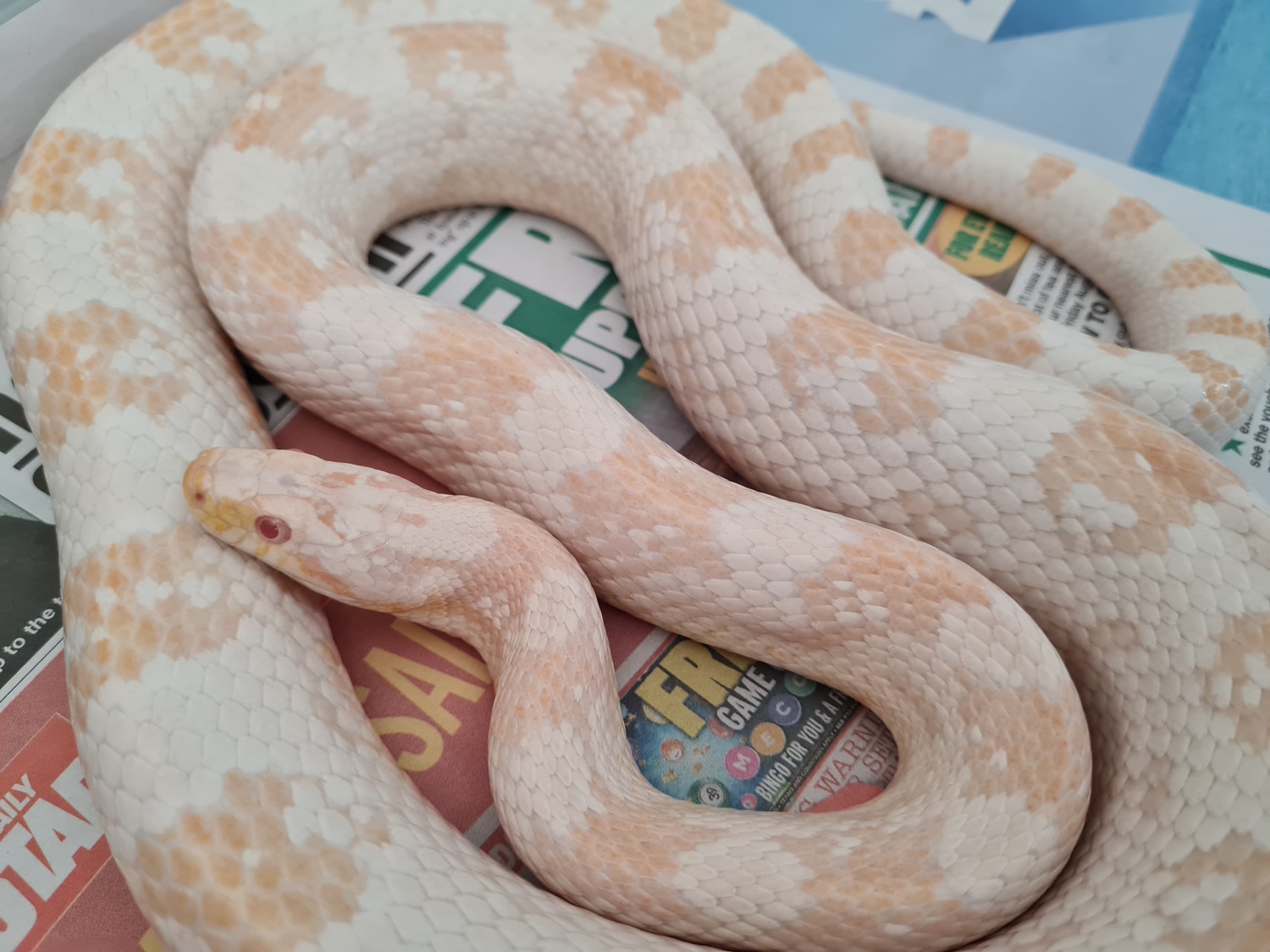 Snow Corn Snake by Swann Reptiles - MorphMarket
