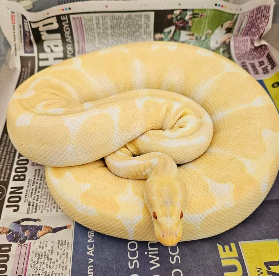 Albino Enchi Ball Python by Swann Reptiles - MorphMarket