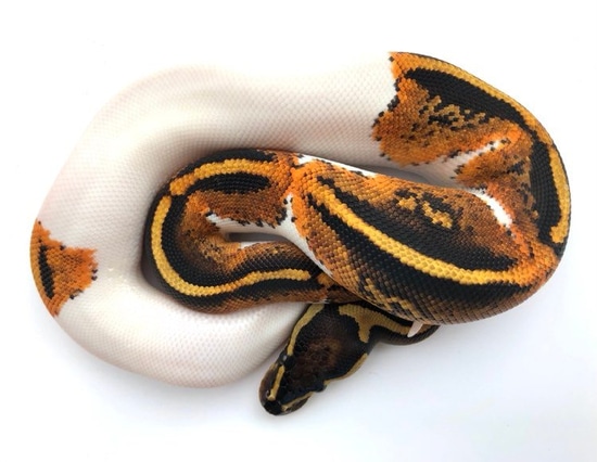 Pied YB Het Monarch Ball Python by Sweball