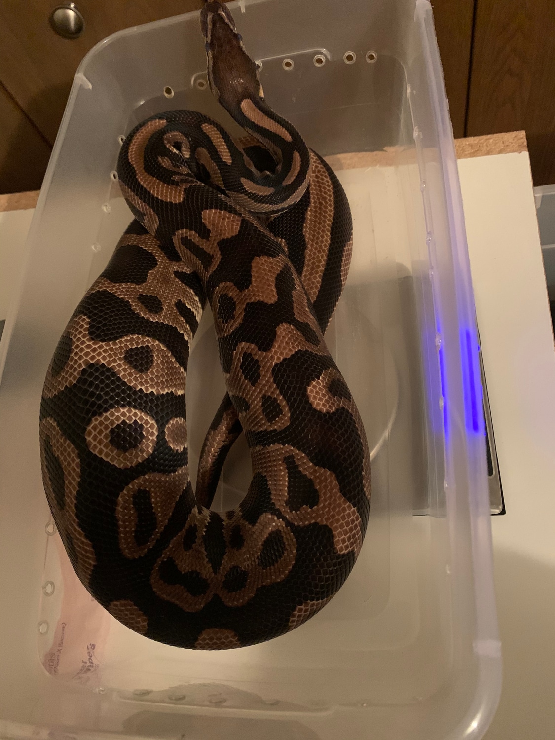 Leopard 100% Het Clown (Arissa) Ball Python by Sweeney Serpents ...