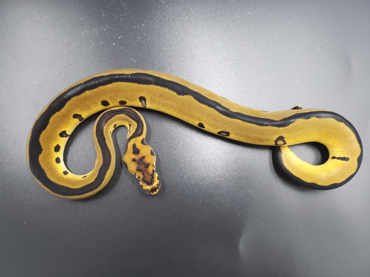 0.1 Leopard Blade Clown Ball Python by Sweet4Serpents LLC - MorphMarket