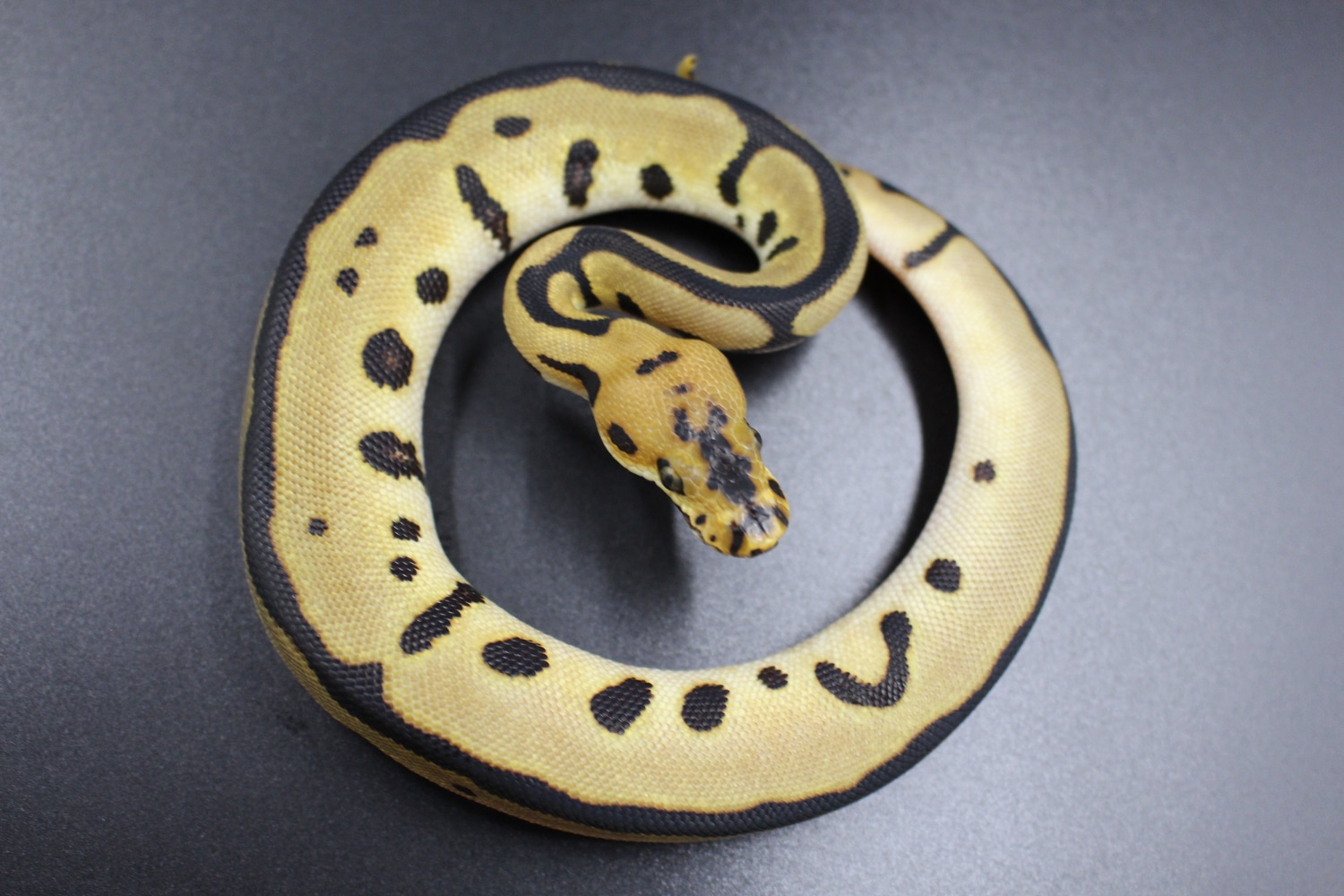 Blade Batman Ball Python by Sweet4Serpents LLC - MorphMarket