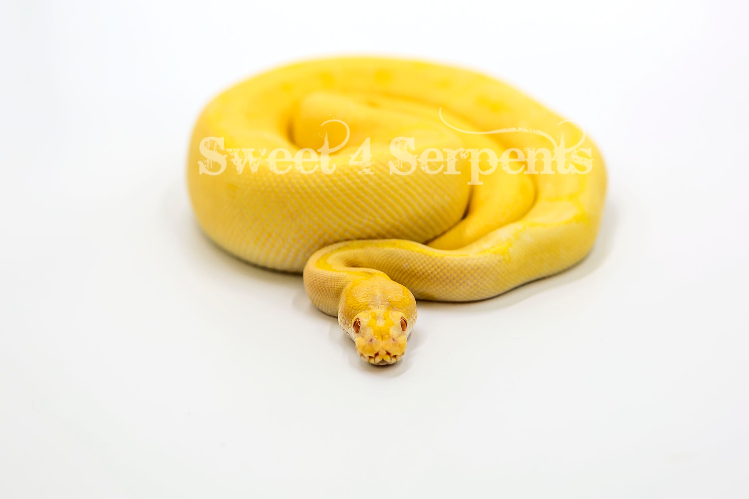 Clown Albino Project! 5 Animals With Proven Male And Multiple Proven ...