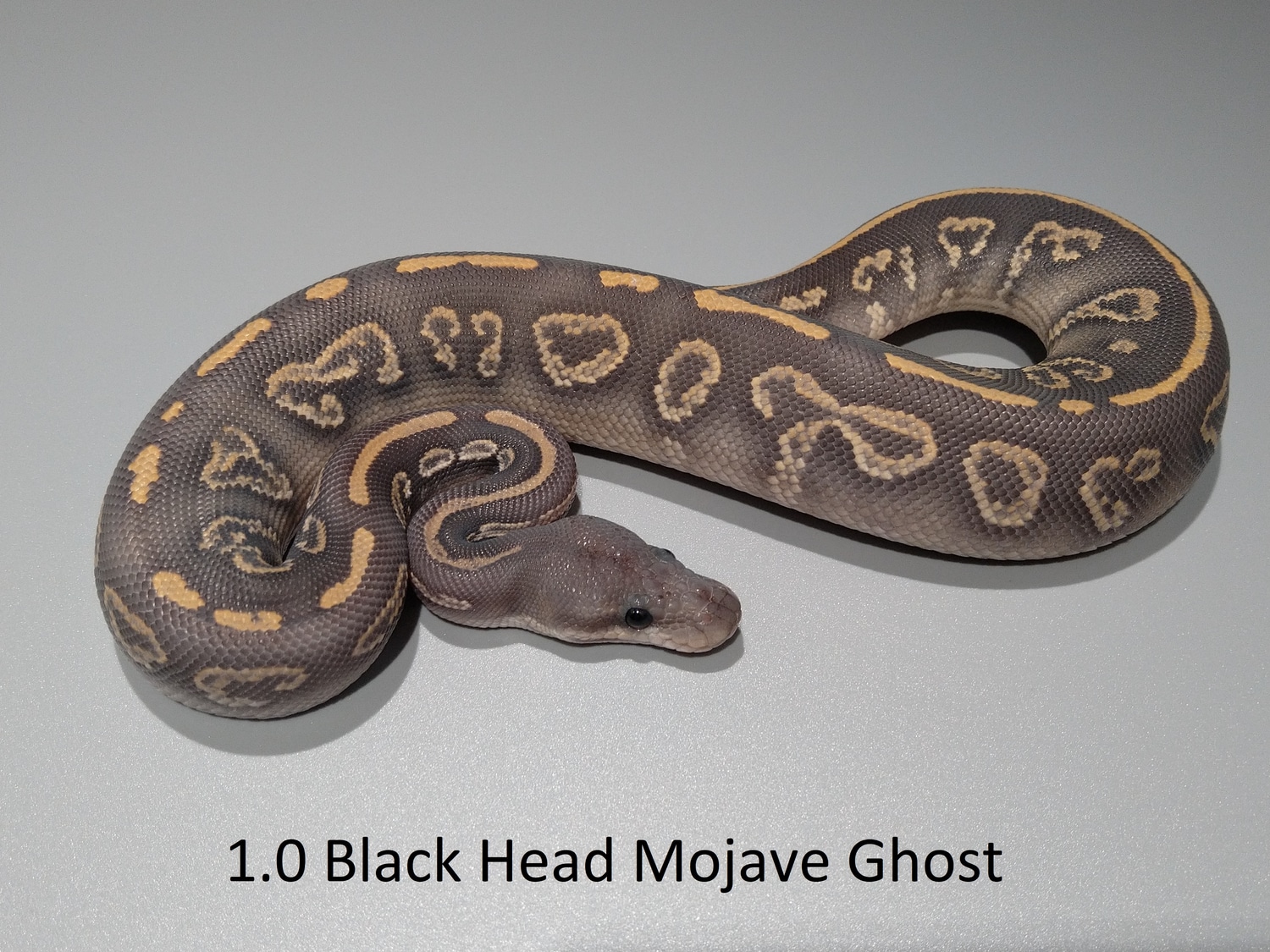 1.0 Black Head Mojave Ghost Ball Python by Sweet Balls - MorphMarket