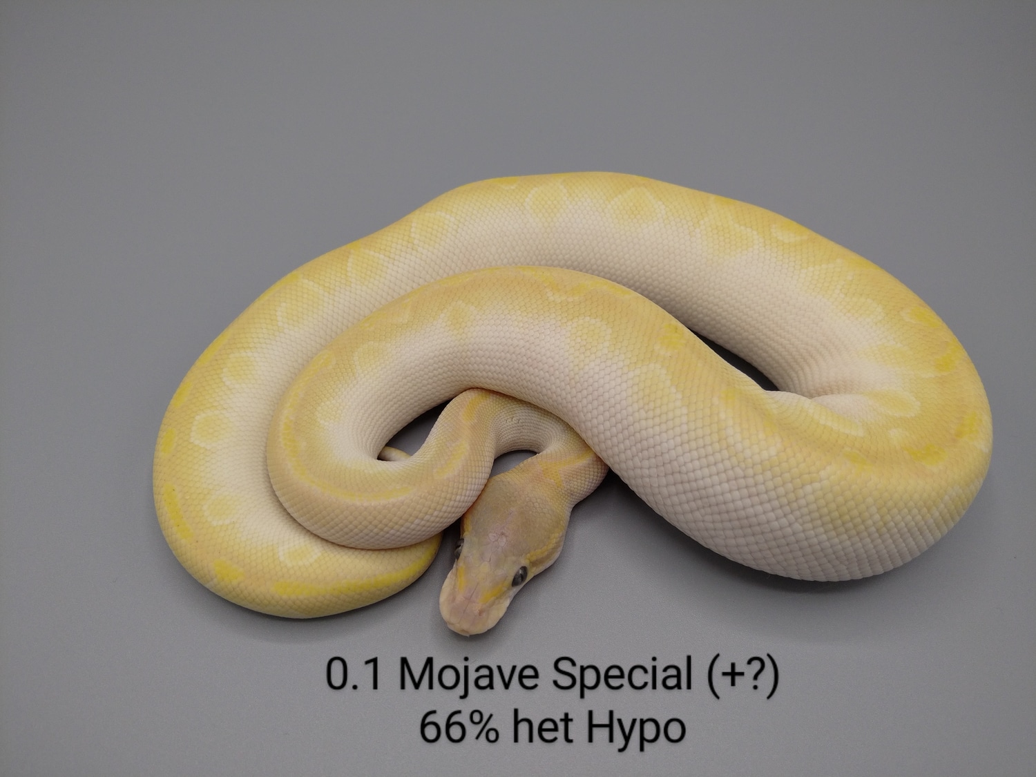 0.1 Mojave Special (+extra Gene) 66% Het Hypo Ball Python by Sweet ...