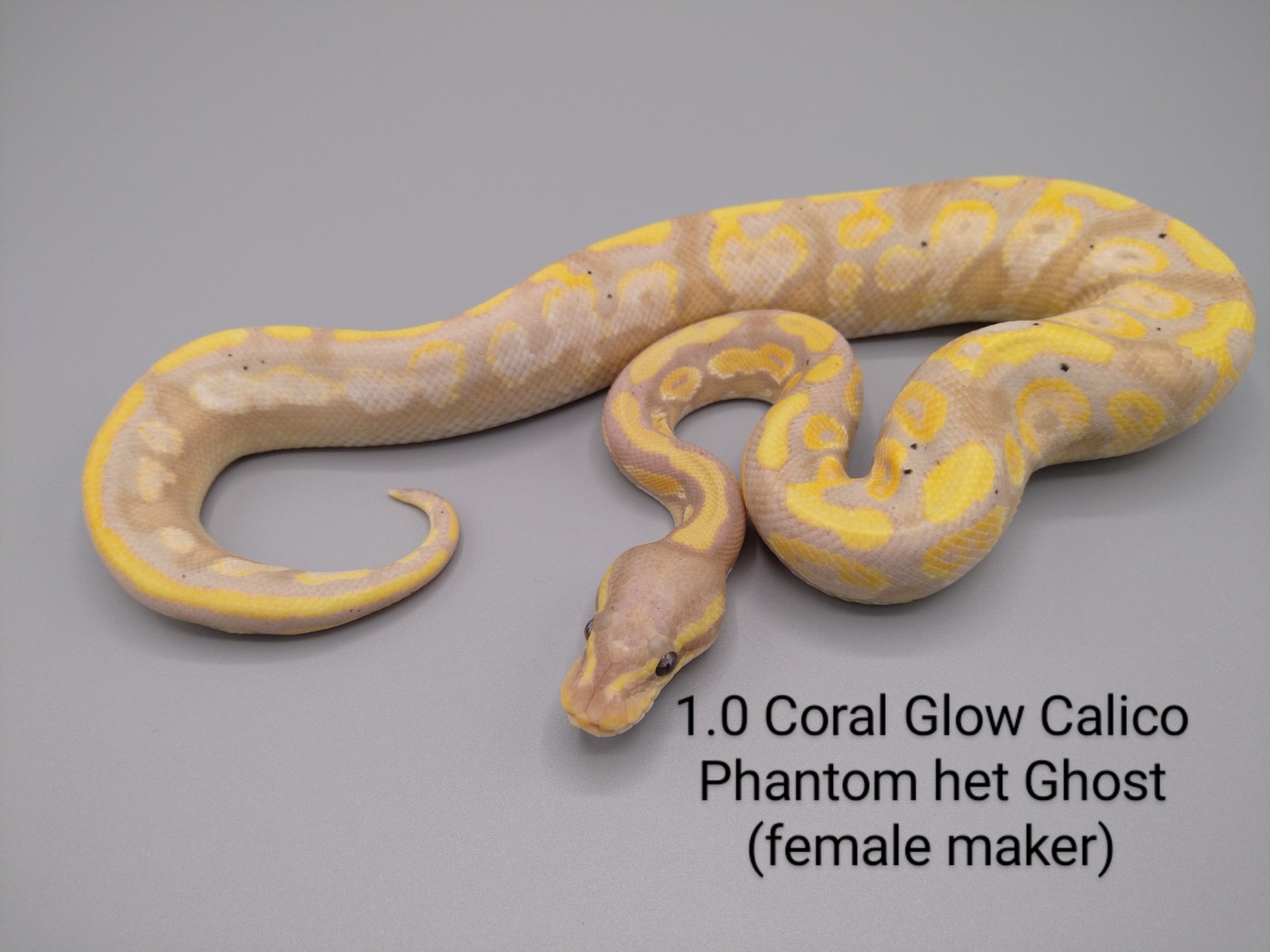 1.0 Coral Glow Calico Black Head Het Hypo (Female Maker) Ball Python by ...
