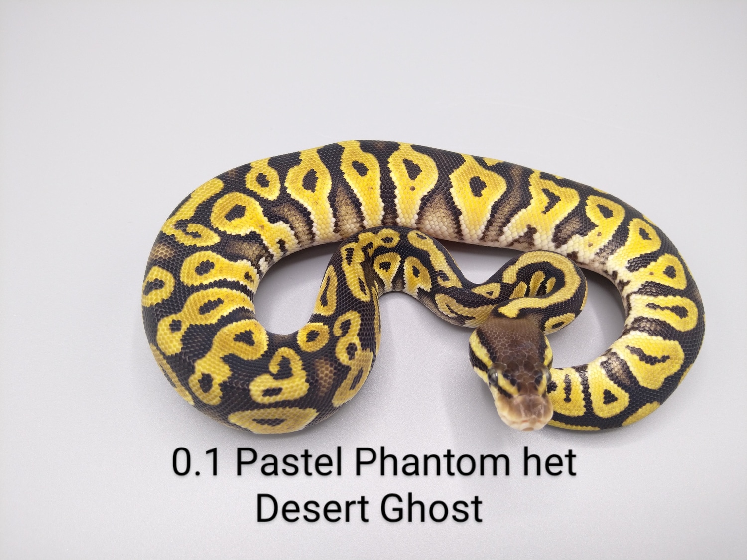 0.1 Pastel Phantom Het Desert Ghost Ball Python by Sweet Balls ...