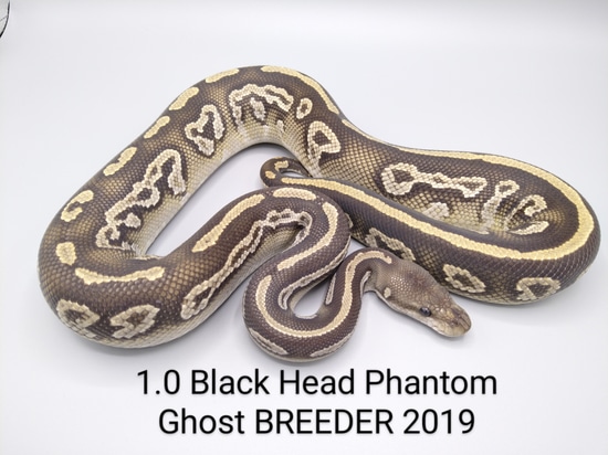 1.0 Black Head Phantom Hypo BREEDER Ball Python by Sweet Balls