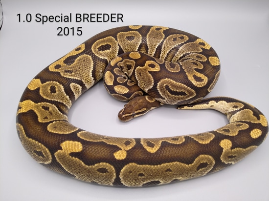 1.0 Special (+extra Gene) BREEDER Ball Python by Sweet Balls