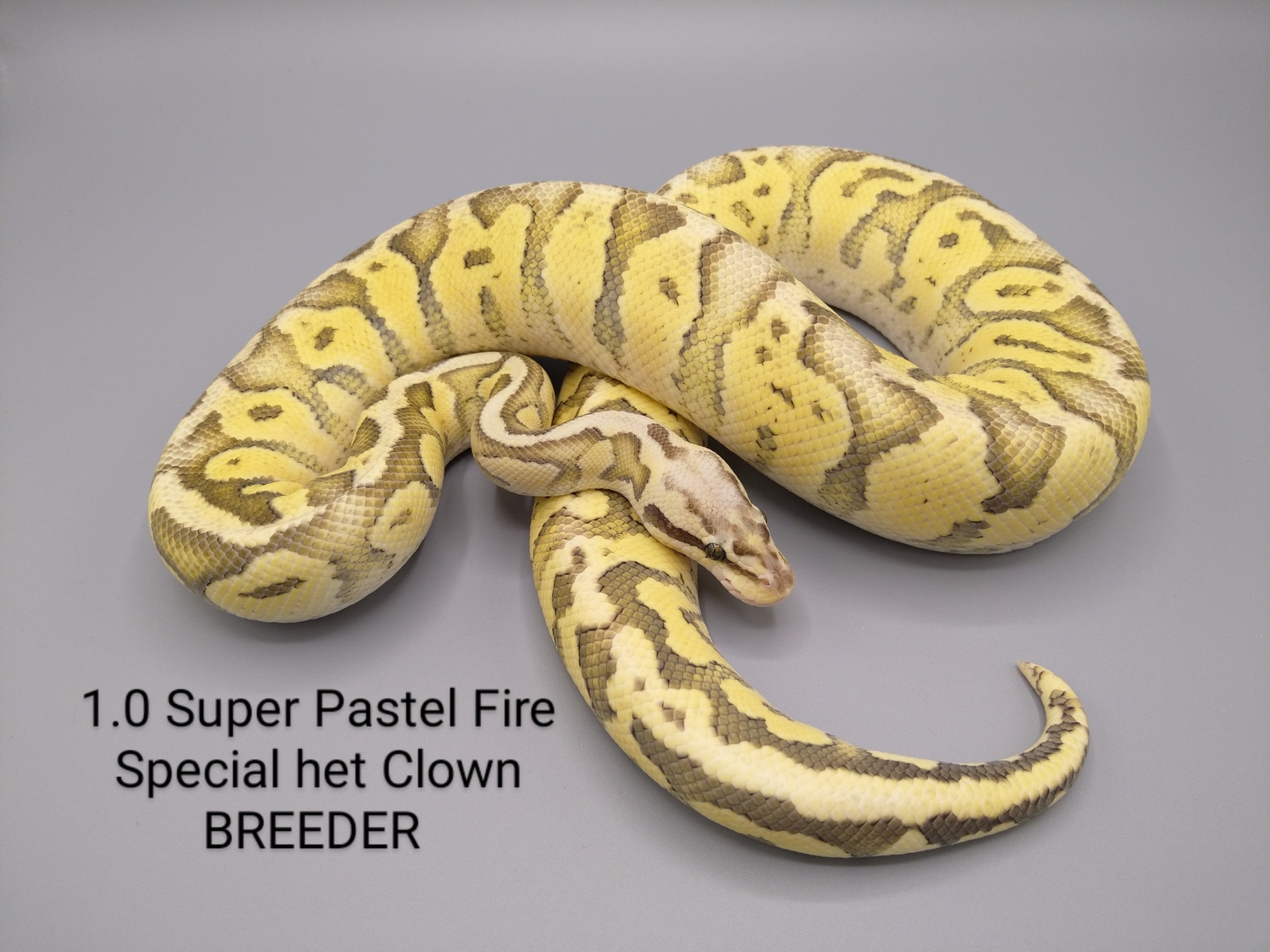 1.0 Super Pastel Fire Special Het Clown BREEDER Ball Python by Sweet ...