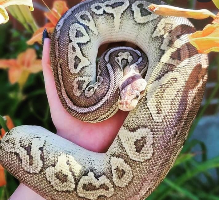 Pewter Ball Python by Eden'sGarden - MorphMarket