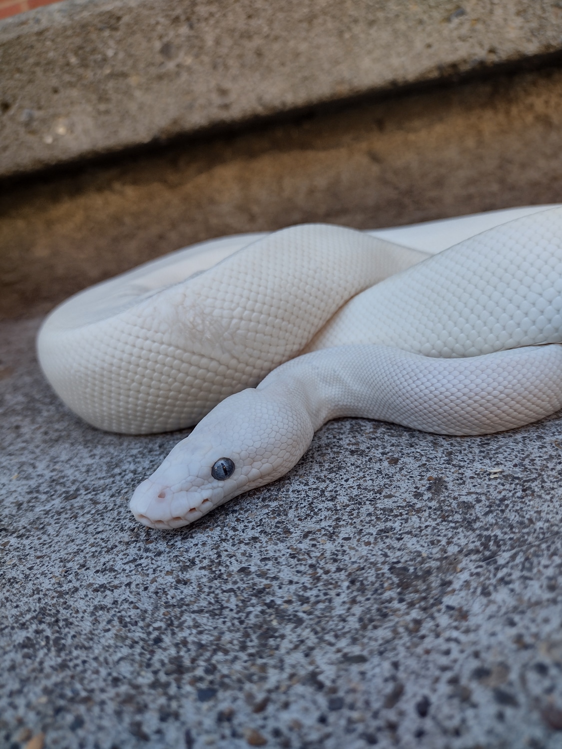 Butter Mojave Pos Het Clown Ball Python by Eden'sGarden - MorphMarket