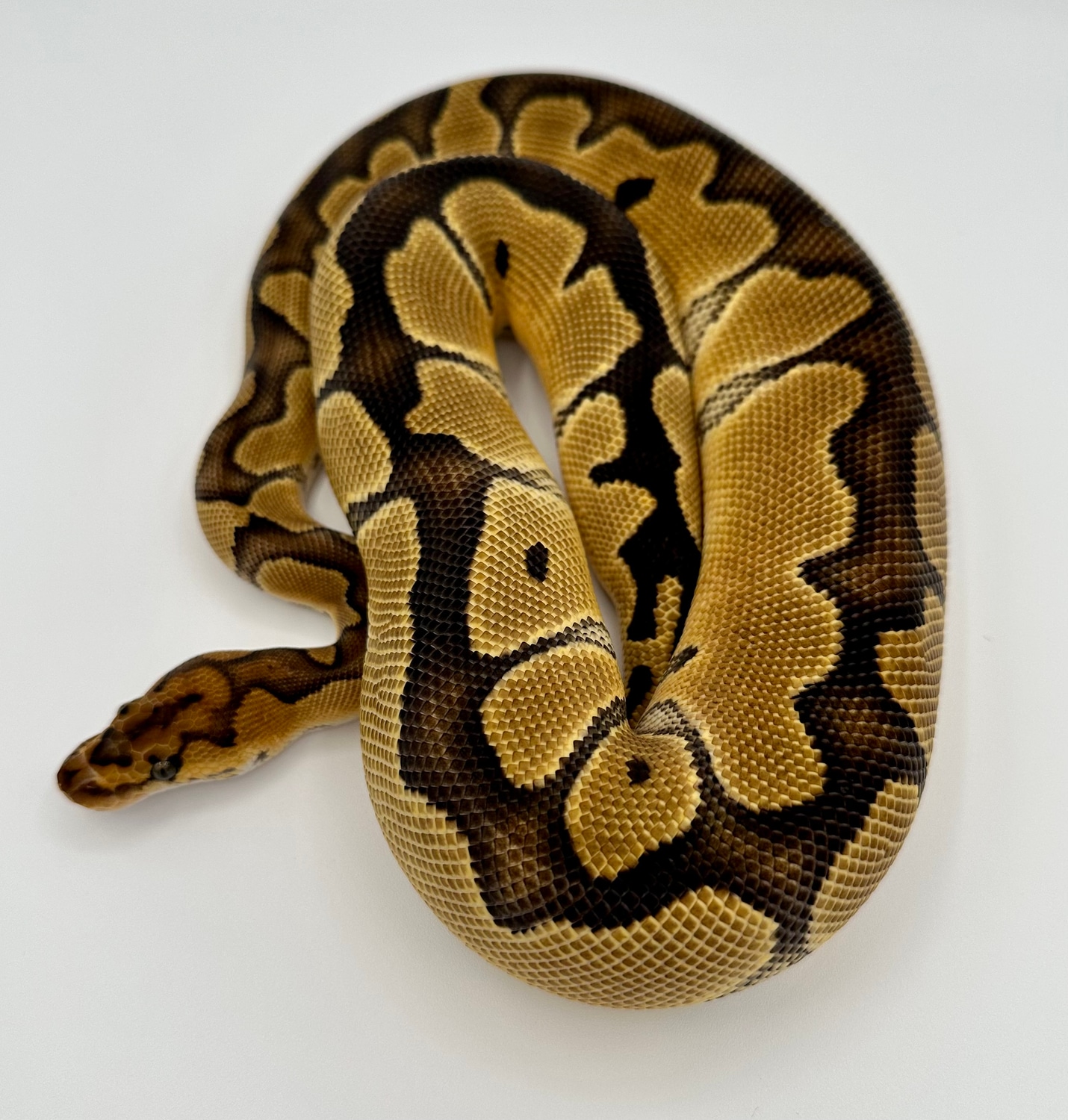 2022 Female Clown Ball Python by Sweet Snakes - MorphMarket