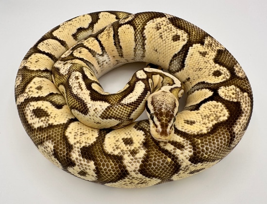 2018 Female Pastel Fire Yb Het Hypo Ball Python by Sweet Snakes