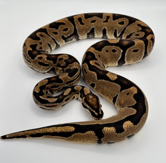 2016 Male Super Jungle Woma (Puzzleback) Het Hypo Ball Python by Sweet ...