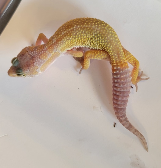 Murphy Patternless Male Leopard Gecko by First Coast Exotics