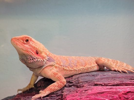 Red Blue Bar Male Bearded Dragon Central Bearded Dragon by First Coast ...