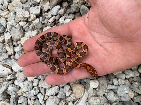 Hendry Co Locality Corn Snake by SWFL Exotics & More