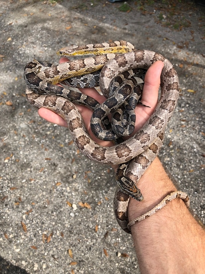 Variable Adult Anerythristic Pair Corn Snake by SWFL Exotics & More