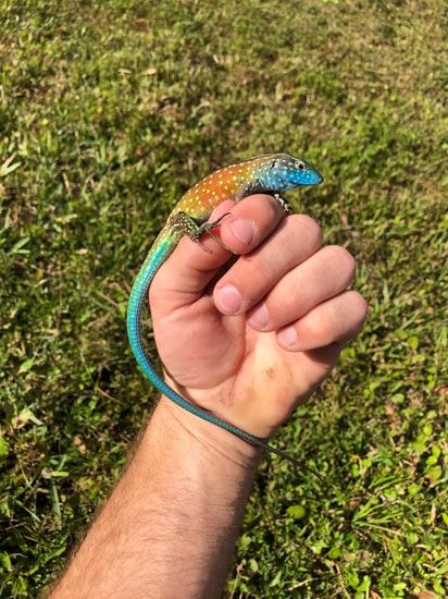 Rainbow Whiptail (Cnemidophorus Lemniscatus) Whiptail Lizard by SWFL ...