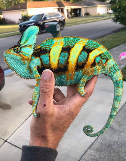 High Blue Veiled Chameleons by SWFL Exotics & More