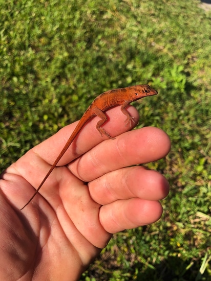 Lava Red Anoles ( Anolis Sagrei ) by SWFL Exotics & More