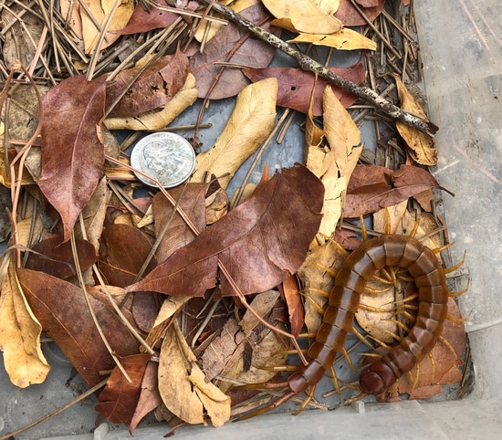 Giant Caribbean Centipede Scolopendra Alternans by SWFL Exotics & More