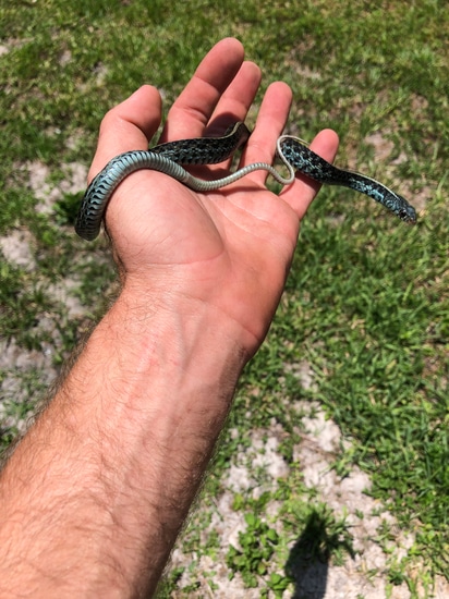 High Blue Eastern Garter Garter Snake by SWFL Exotics & More