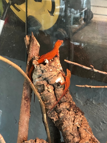 Red Anoles (Anolis Sagrei) by SWFL Exotics & More