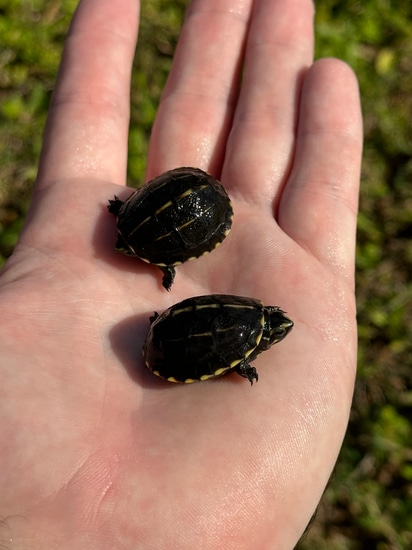 Striped Mud Turtles Mud & Musk Turtles by South West Florida Reptiles