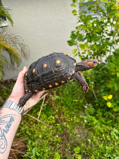 Female Cherry Head Tortoise Red-Footed Tortoise by South West Florida ...