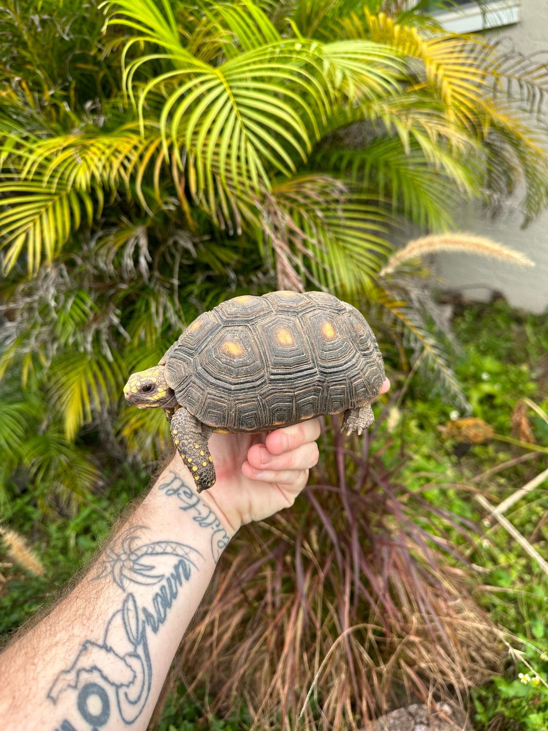 Colombian Red Foot Tortoise Pair Red-Footed Tortoise by South West ...