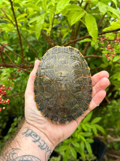 Eastern River Cooter More Turtle by South West Florida Reptiles