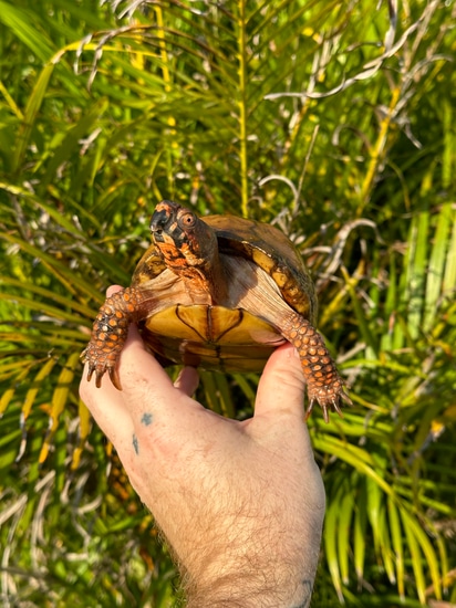 Three Toed Box Turtle by South West Florida Reptiles