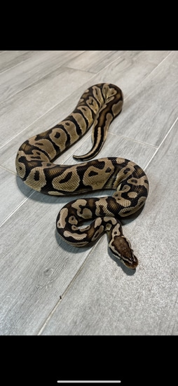 Pastel Ball Python (2-3 Gene Het) by South West Florida Reptiles