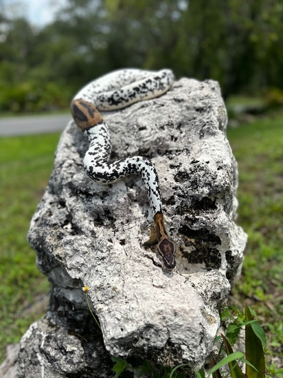 Freckles Ball Python by South West Florida Reptiles