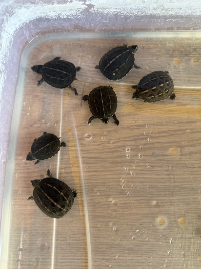 Striped Mud Turtles Mud & Musk Turtles by South West Florida Reptiles