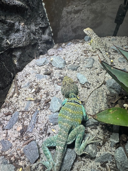 Blue Eastern Collared Lizards (Proven Pair) by South West Florida Reptiles