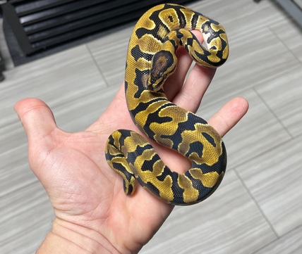 Cryptic (Amur Line) 100% DH Desert Ghost Hypo Ball Python by Mega ...