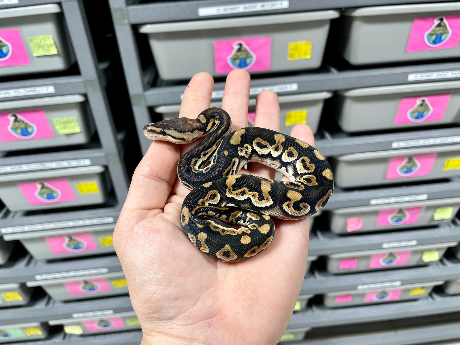 Cinnamon Harlequin 100% TH Desert Ghost, (Cryptic)Amur, Clown Ball ...