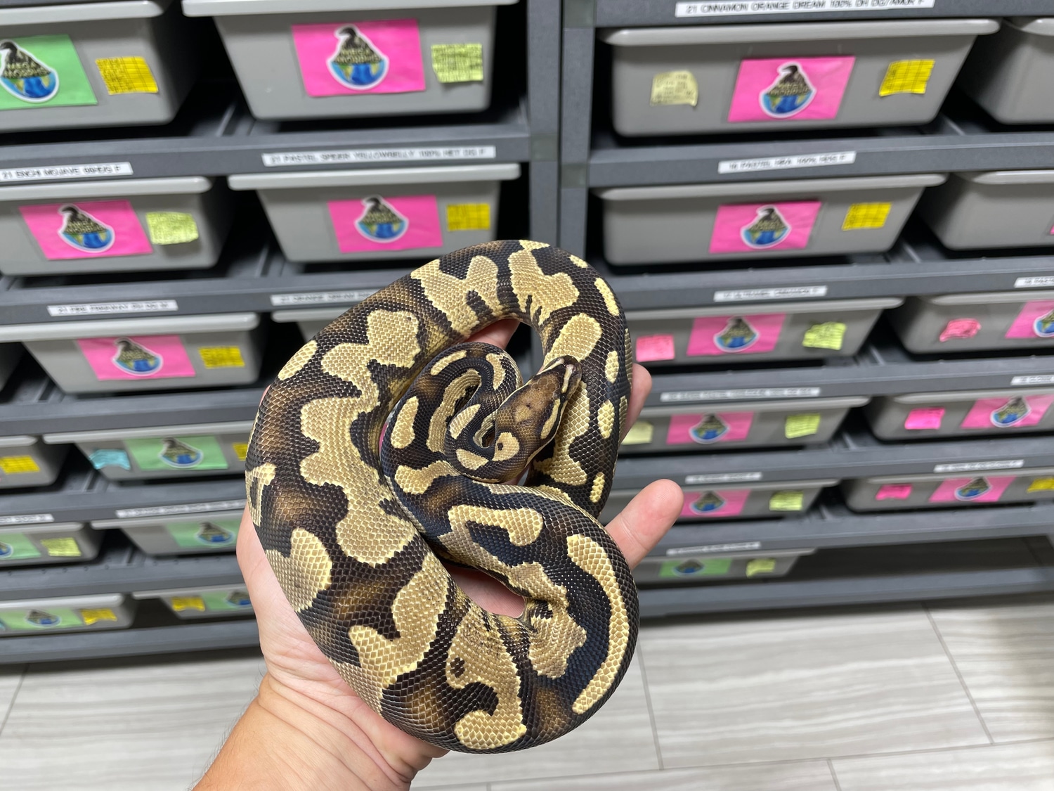 Enchi Fire Yellow Belly/Asphalt 50% PH Desert Ghost Ball Python by ...