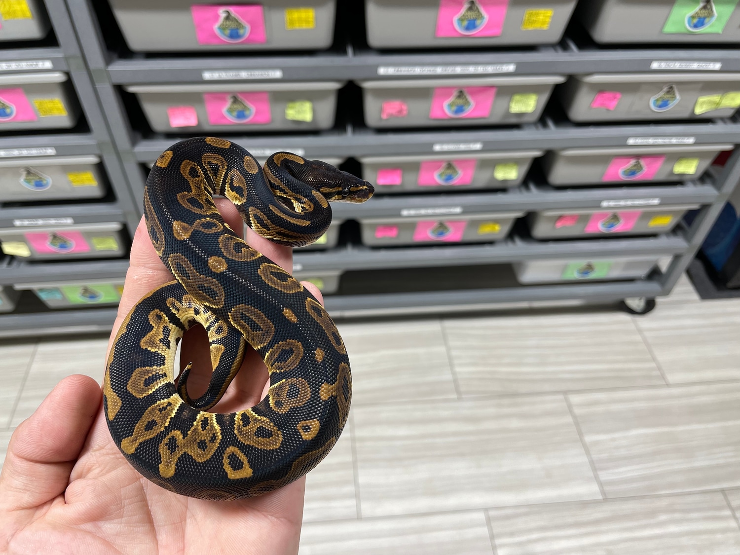 Leopard Black Head 100% Het Ultramel Ball Python by Markel Morphs - MorphMarket