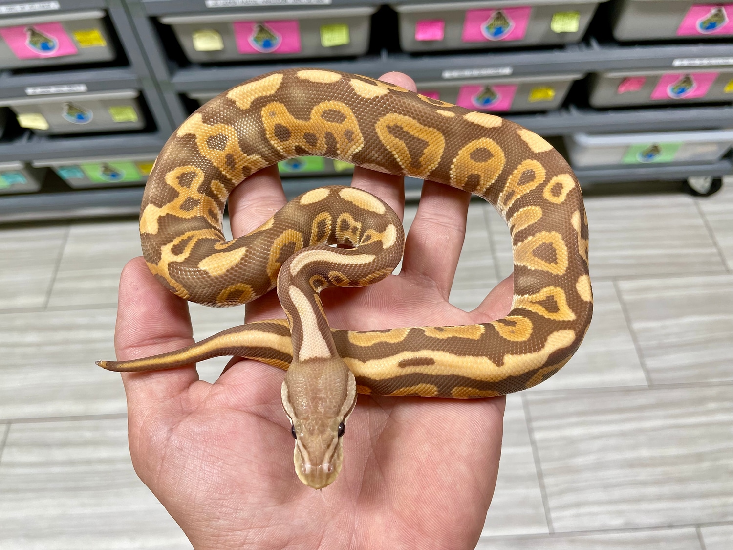 Leopard Cinnamon Ultramel Ball Python by Markel Morphs - MorphMarket