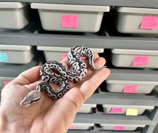 Red Axanthic Leopard Super Pastel Desert Ghost Ball Python by Mega ...