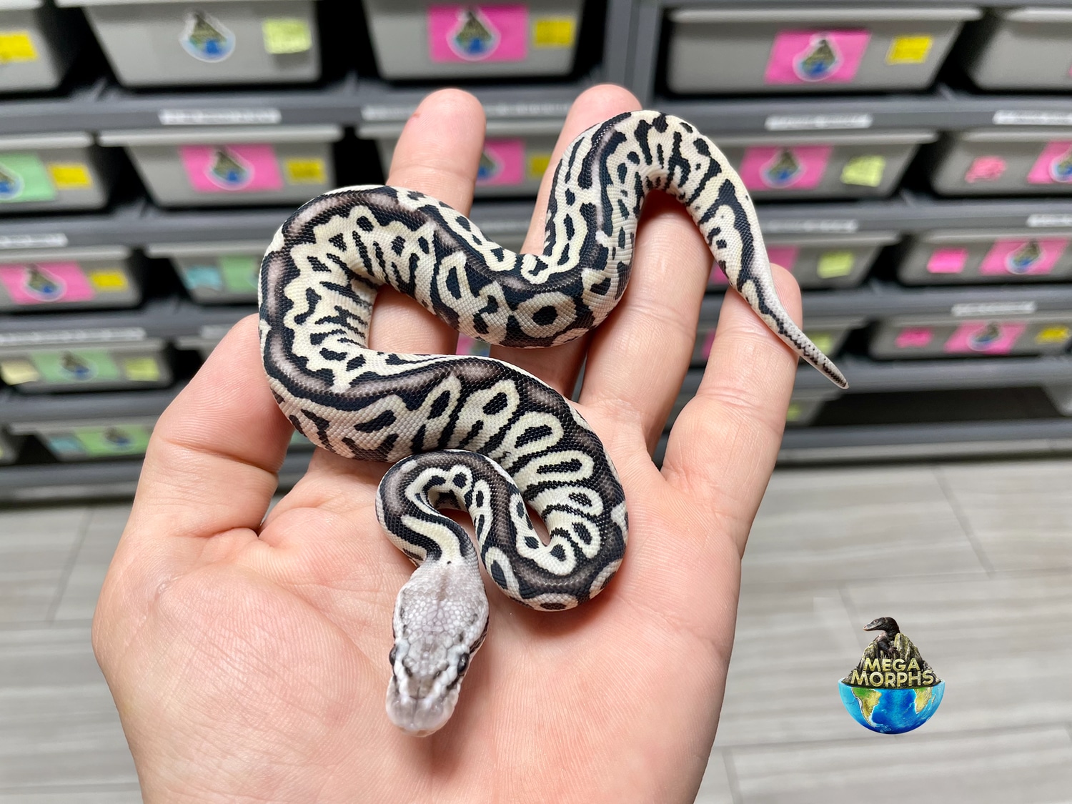 Red Axanthic Leopard Super Pastel Desert Ghost Ball Python by Mega ...